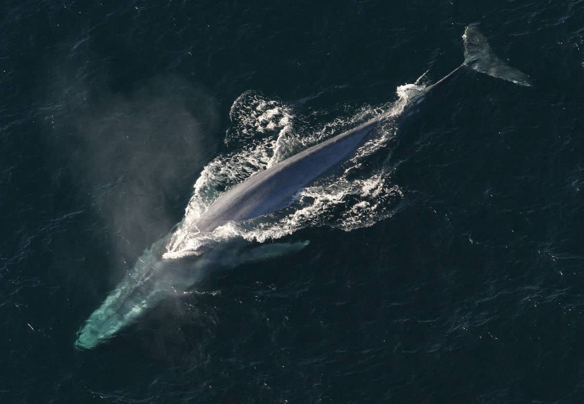 Sperm Whale vs Blue Whale: Main Differences - Ocean Info