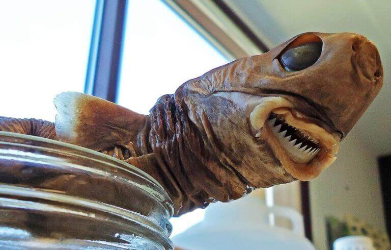 10 of the Ugliest Fish in the Ocean (with Pics) - Ocean Info