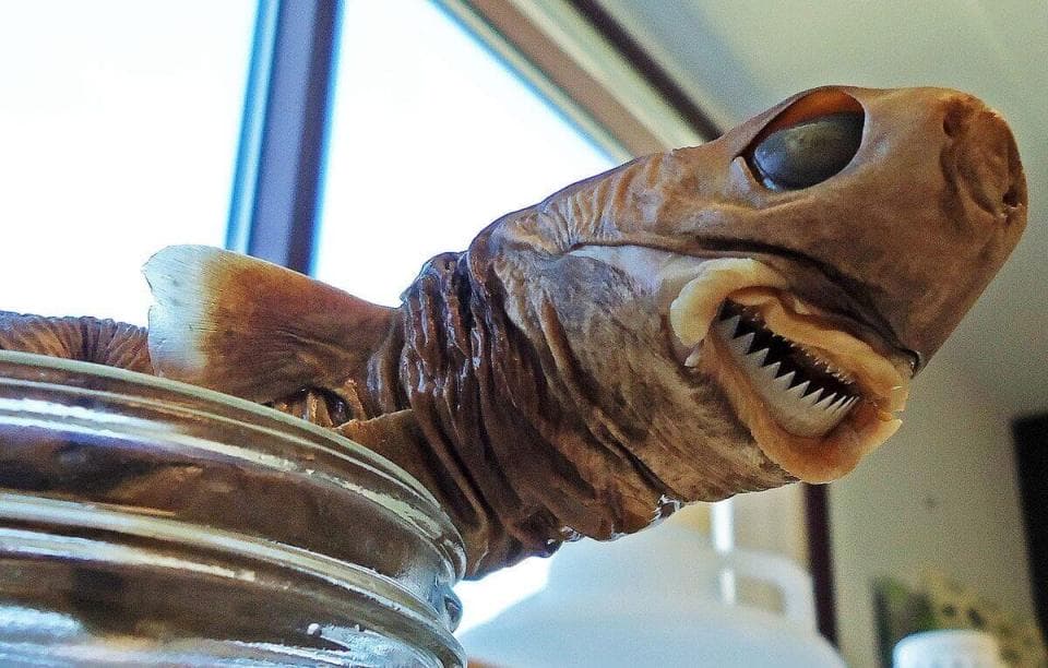 10 of the Ugliest Fish in the Ocean (with Pics) - Ocean Info