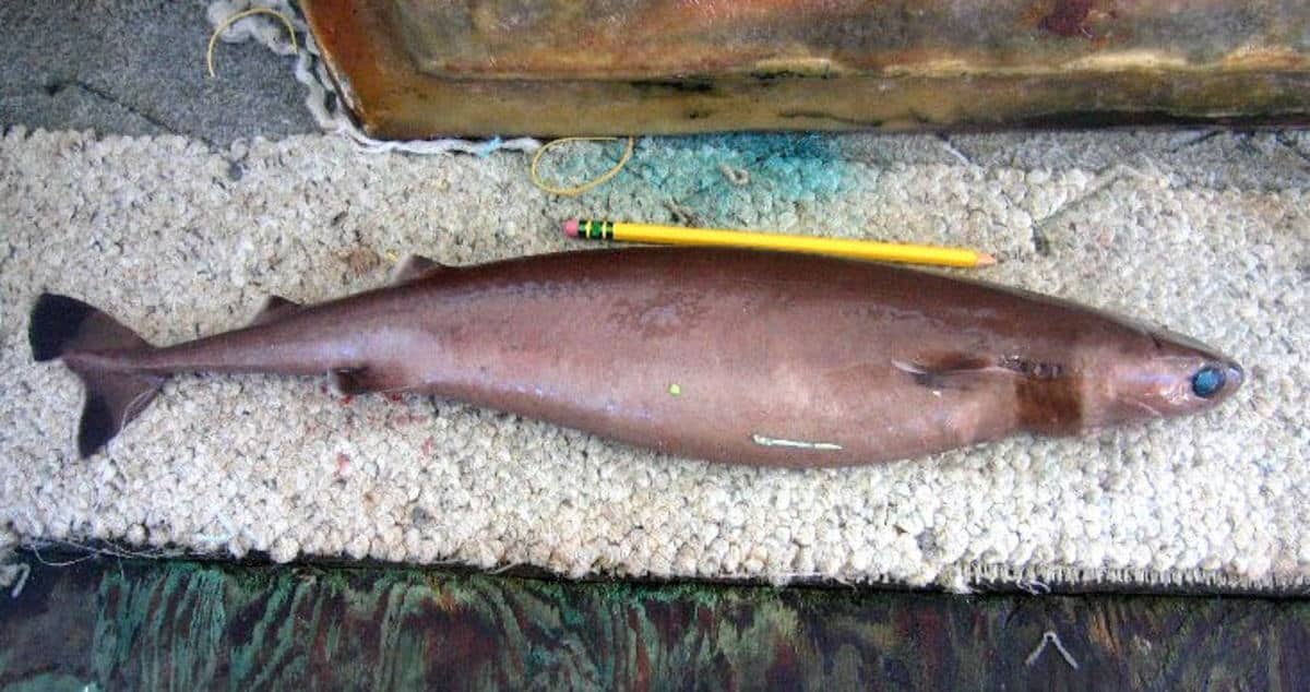 Cookiecutter Shark (Isistius brasiliensis) - Ocean Info