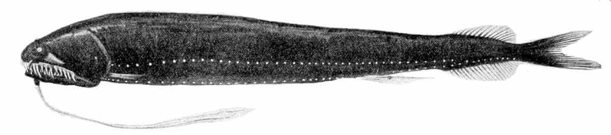 10 Strange Animals in the Mariana Trench - Ocean Info