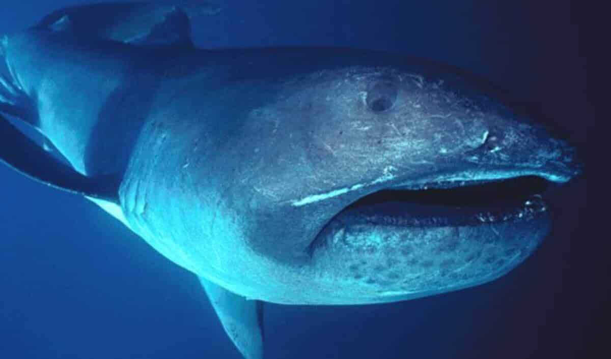 Top 11 Biggest Sharks in the World - Ocean Info