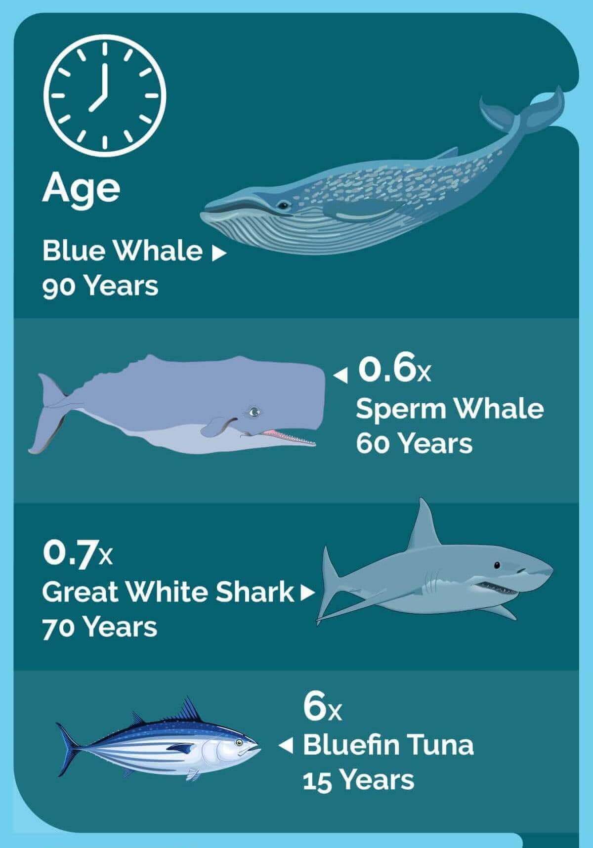 Blue Whale Size Comparison (Infographic) - Ocean Info