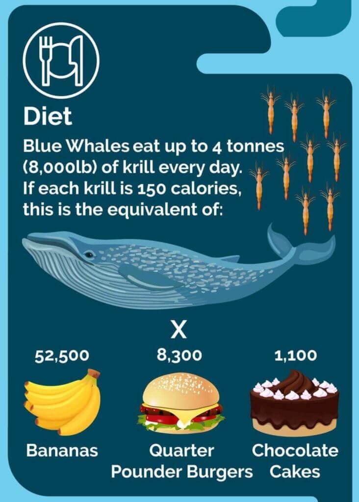 Blue Whale Size Comparison Whales Size Comparison Chart Print Whale