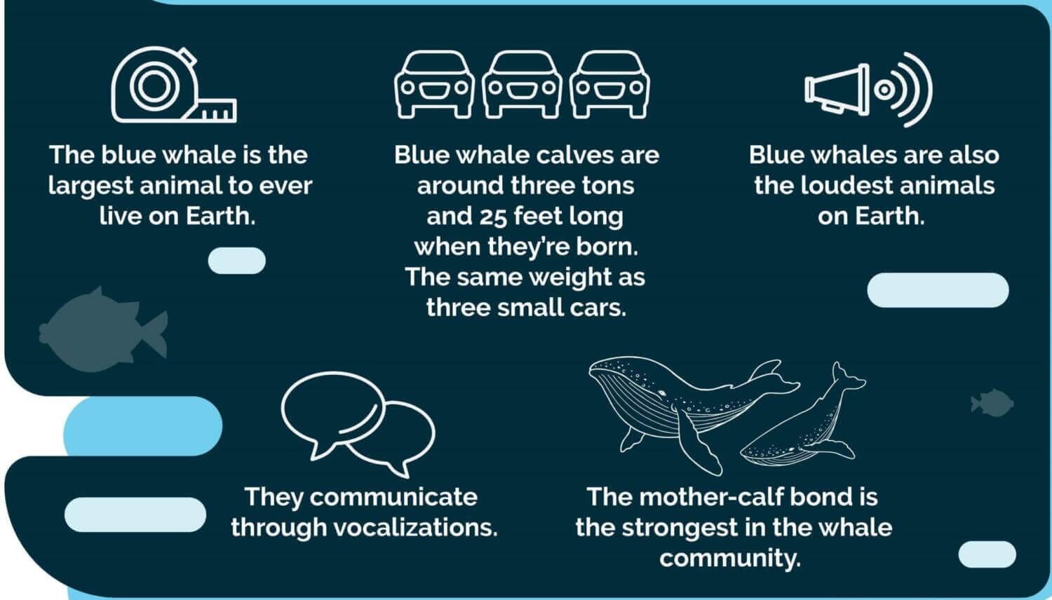 Blue Whale Size Comparison (Infographic) - Ocean Info