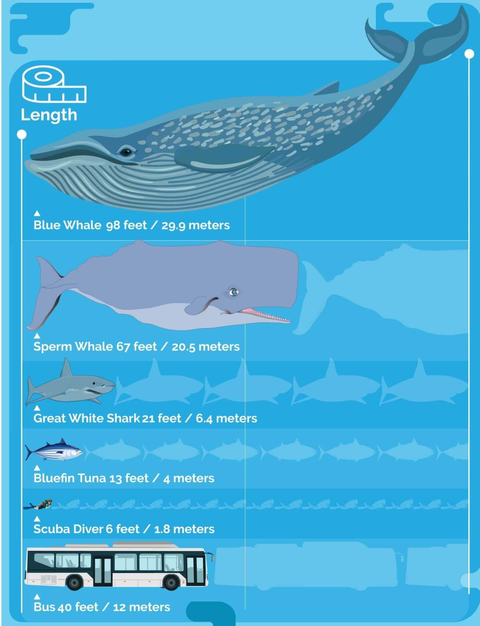 Blue Whale Size Comparison (Infographic) - Ocean Info