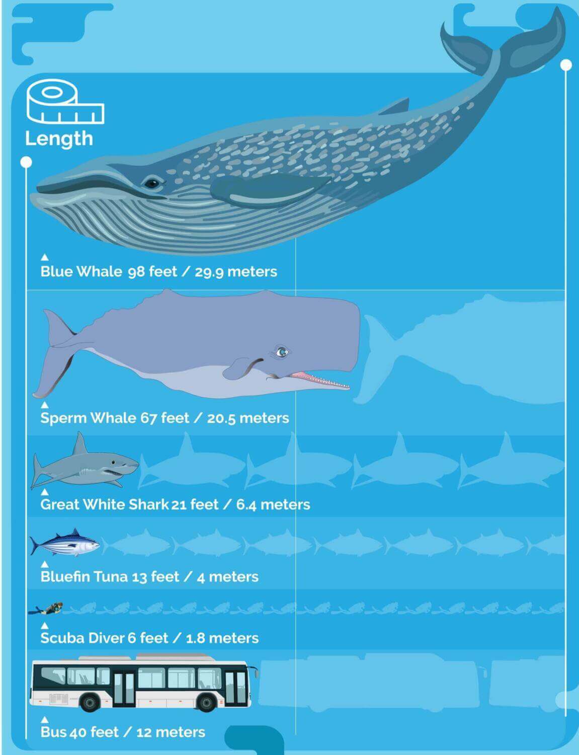 Blue Whale Size Comparison To Whale Shark Nature Today | Tracking Down