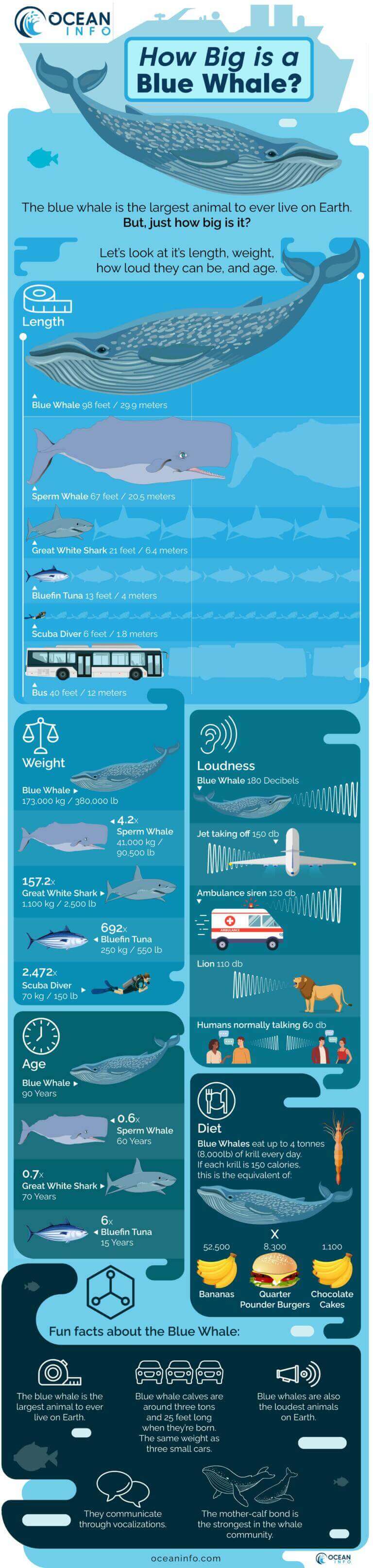 Blue Whale Size Comparison (Infographic) - Ocean Info