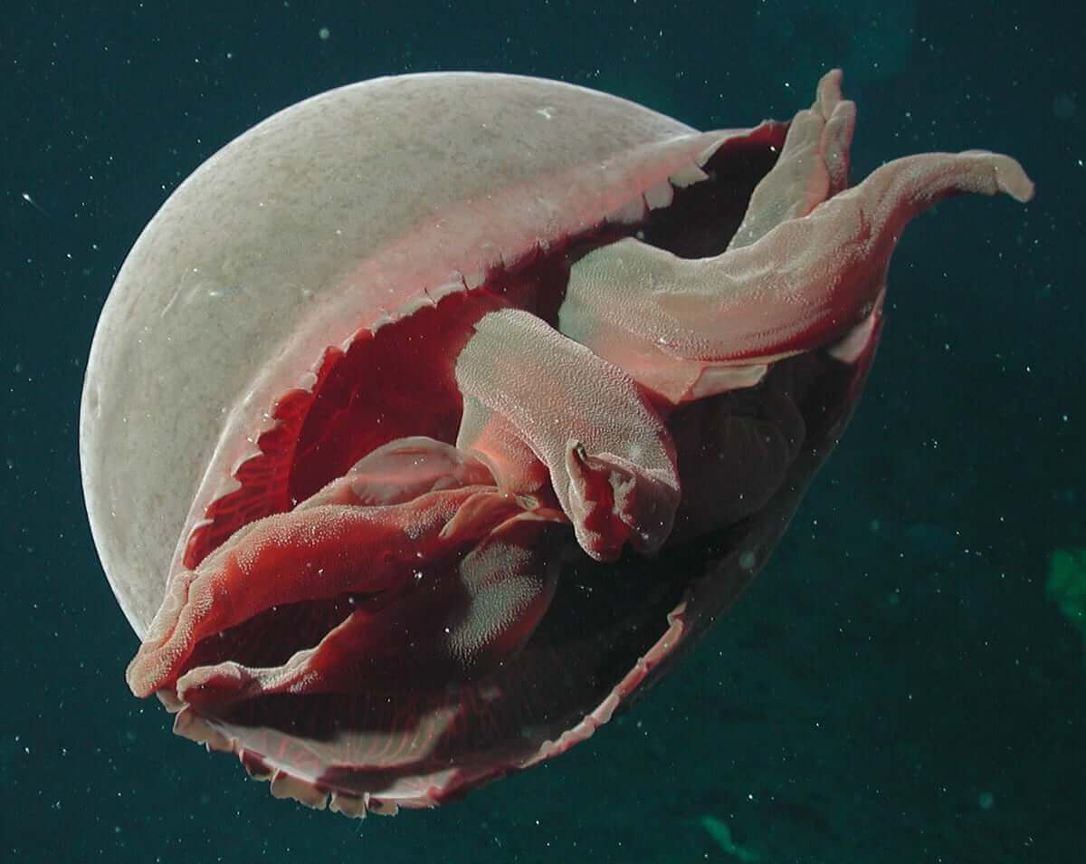Granrojo Jellyfish (The Big Red Jellyfish) - Ocean Info