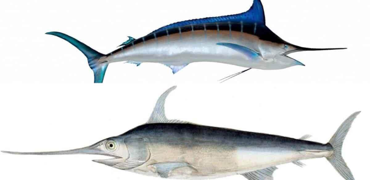 Swordfish vs Marlin: Main Differences - Ocean Info Swordfish vs Marlin: Main Differences - Ocean Info