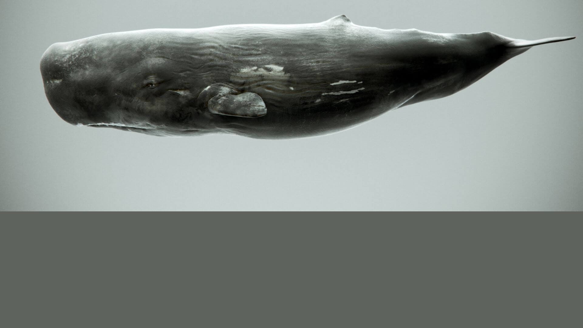 Sperm Whale (Physeter macrocephalus) - Ocean Info