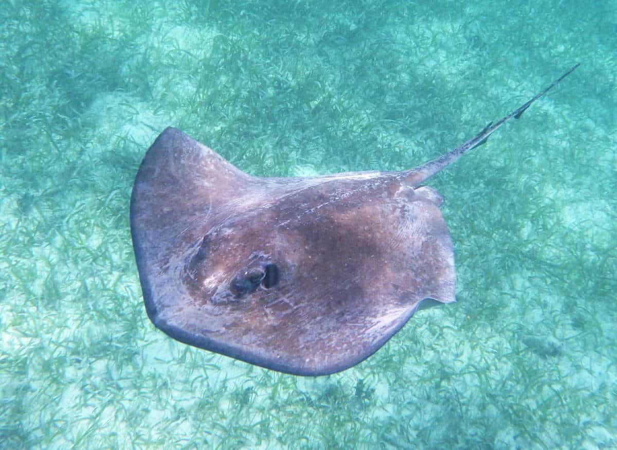 Manta Ray vs Stingray: Main Differences - Ocean Info
