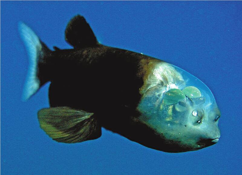 Barreleye Fish (Opisthoproctidae) - Ocean Info