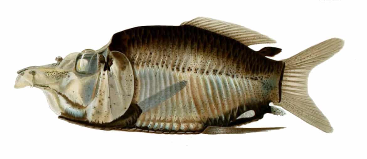 10 of the Ugliest Fish in the Ocean (with Pics) - Ocean Info