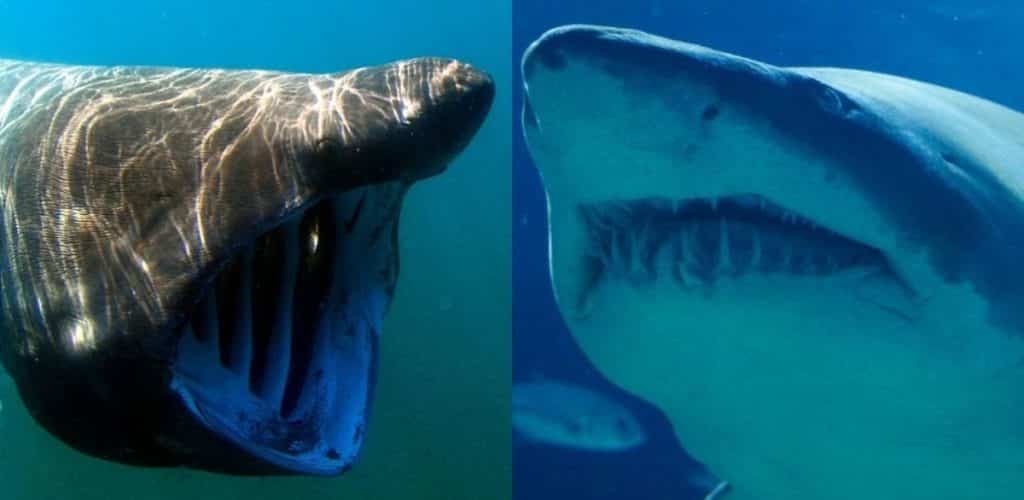 8 Reasons Sharks are the Ultimate Ocean Predator - Ocean Info