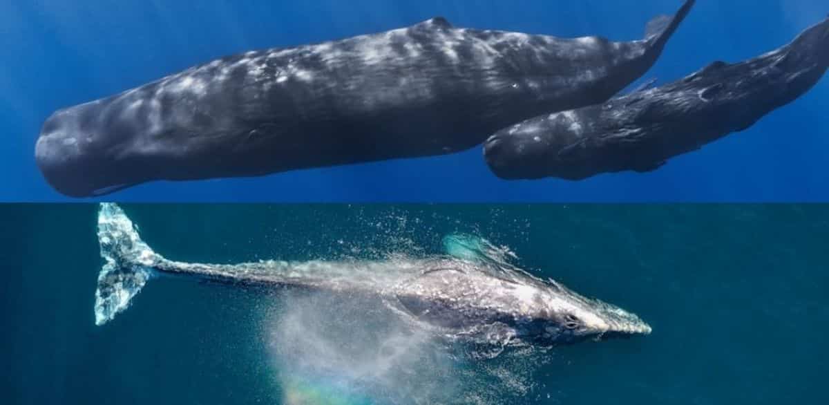 Sperm Whale vs Blue Whale: Main Differences - Ocean Info