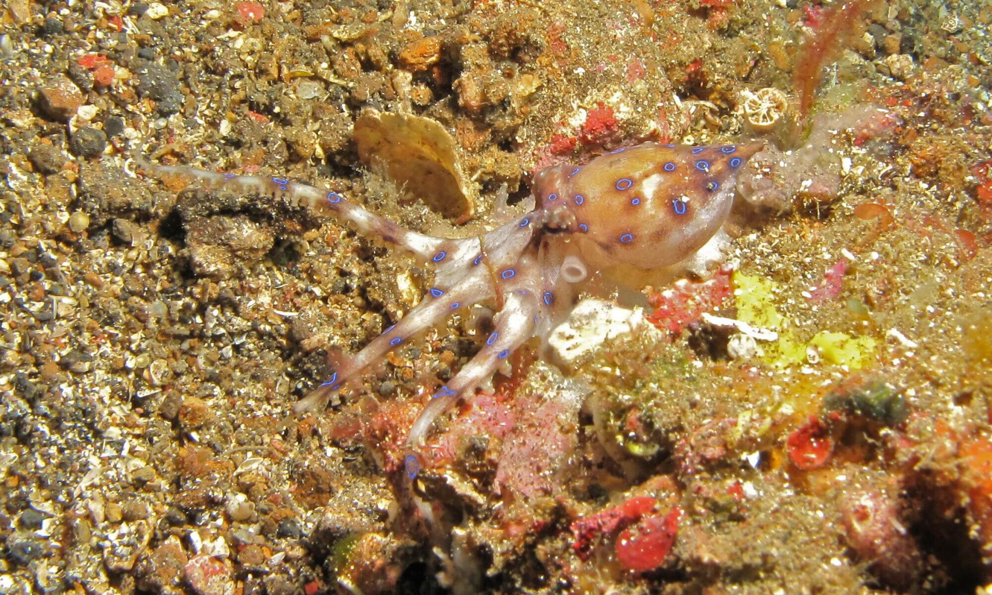 Blue-Ringed Octopus: The Most Venomous Octopus - Ocean Info