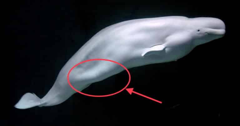Beluga Whale (Delphinapterus leucas) - Ocean Info