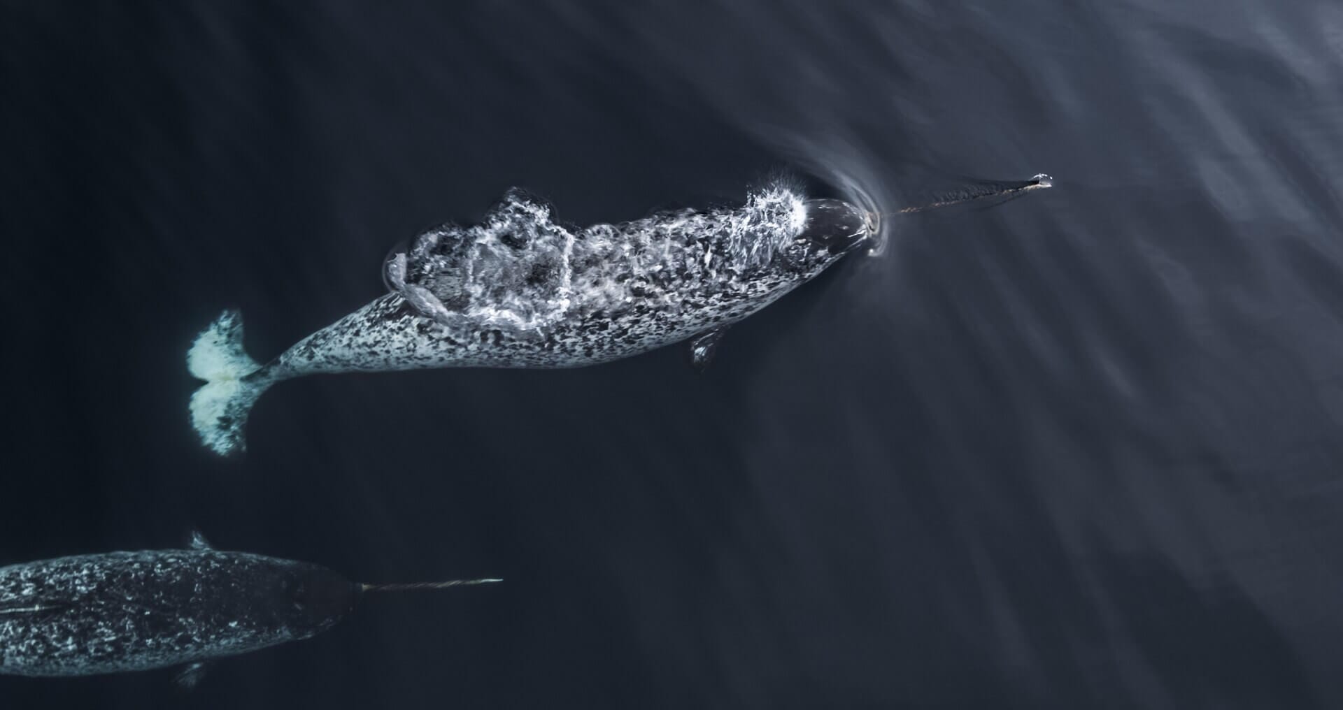 Narwhal: The Unique Unicorn of the Sea - Ocean Info