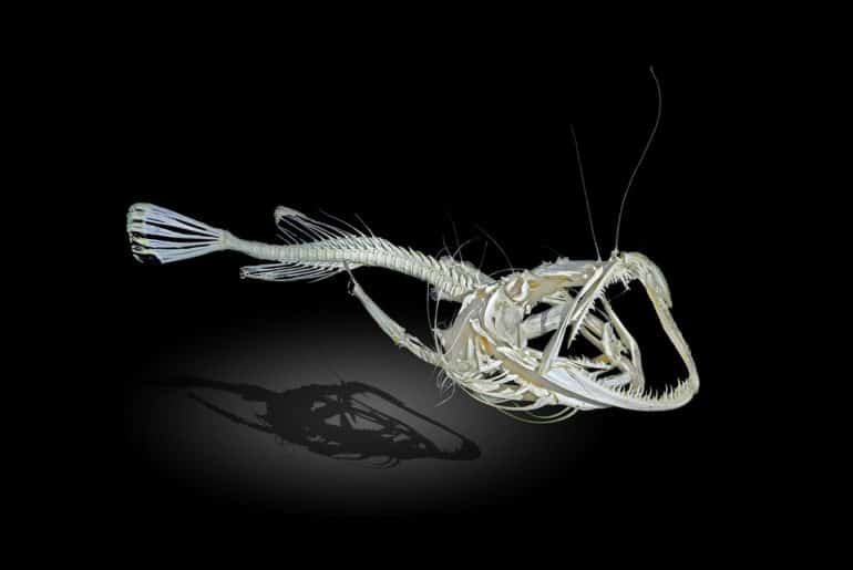 Anglerfish: Species, Habitat, Diet, Facts - Ocean Info