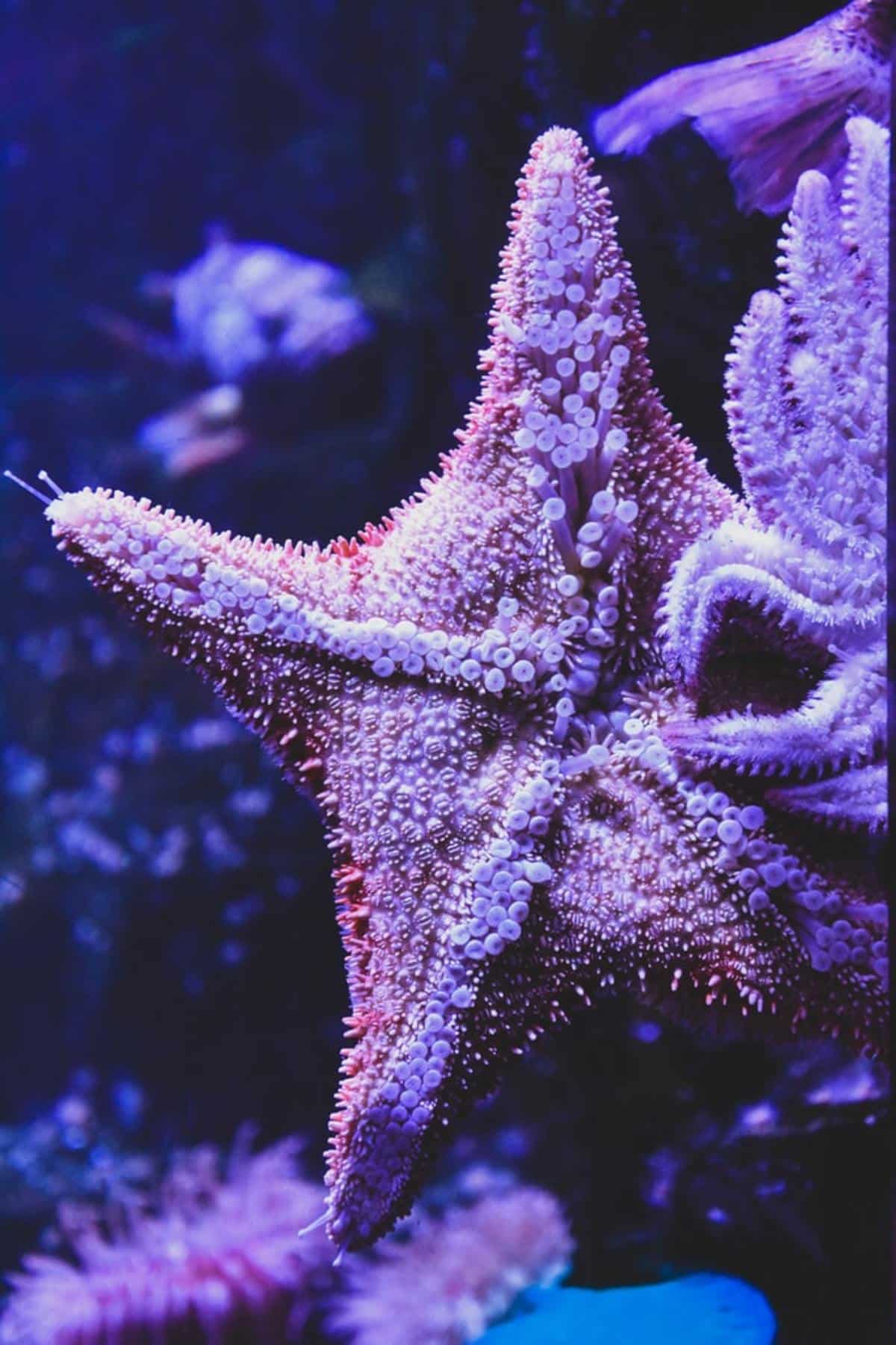 Starfish (Sea Star) - Ocean Info