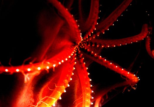 Bioluminescent Octopus (Stauroteuthis syrtensis) - Ocean Info