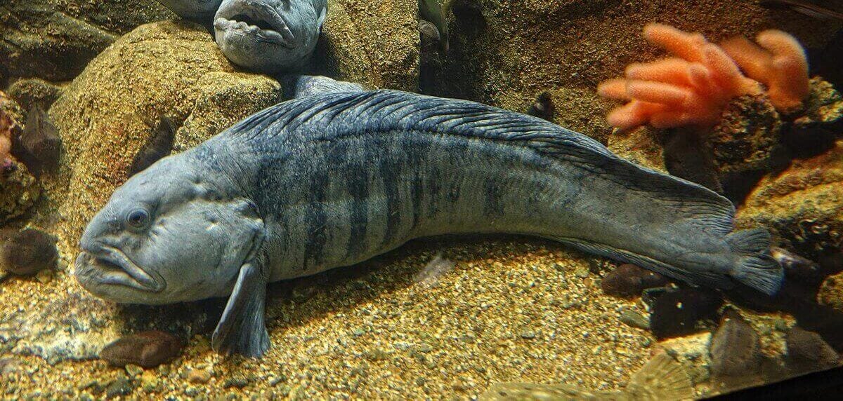 Atlantic Wolffish (Anarhichas Lupus) - Ocean Info