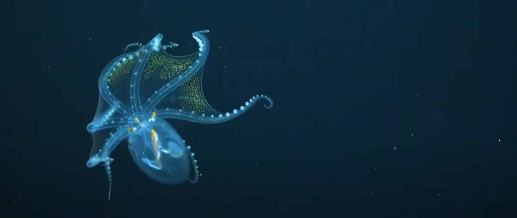 Glass Octopus (Vitreledonella richardi) - Ocean Info