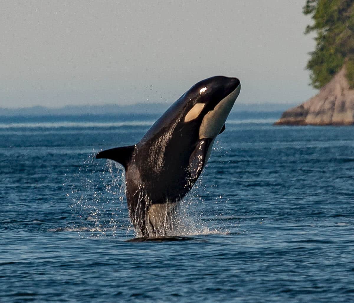 Orca: The Killer Whale - Ocean Info