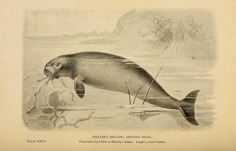 18 Extinct Ocean Animals You Should Know About - Ocean Info