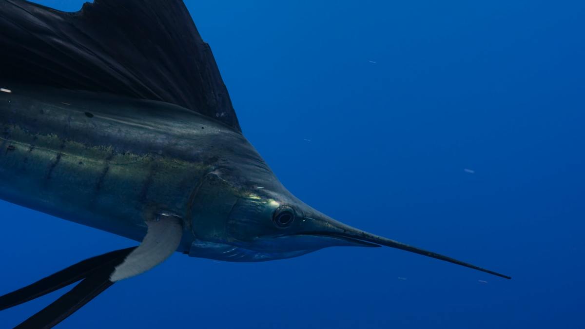 Swordfish: Explore the Interesting Fish - Ocean Info