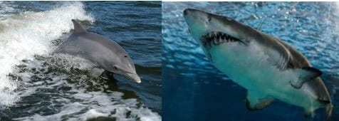 Dolphin vs. Shark: Main Differences - Ocean Info