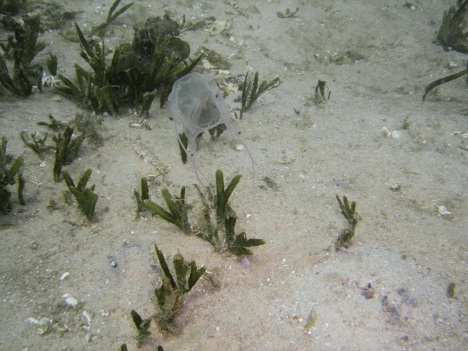 Box Jellyfish: The Dangerous Jellyfish - Ocean Info