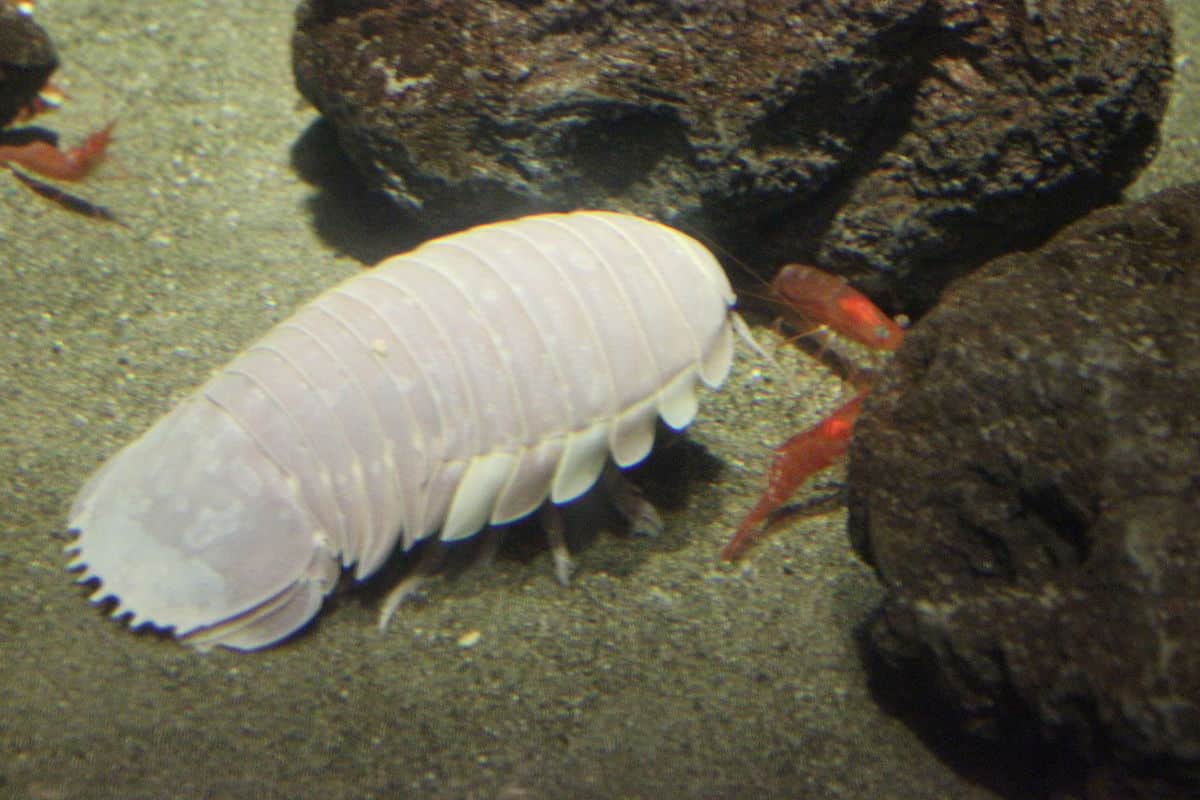 Giant Isopod: The Interesting Marine Animal - Ocean Info