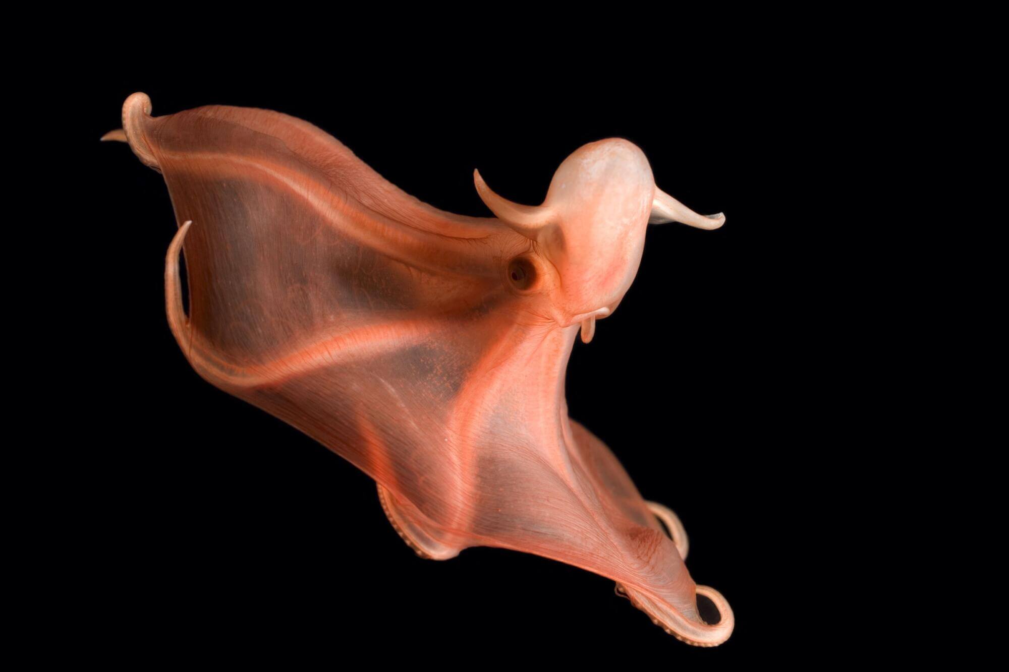 Bioluminescent Octopus (Stauroteuthis syrtensis) - Ocean Info