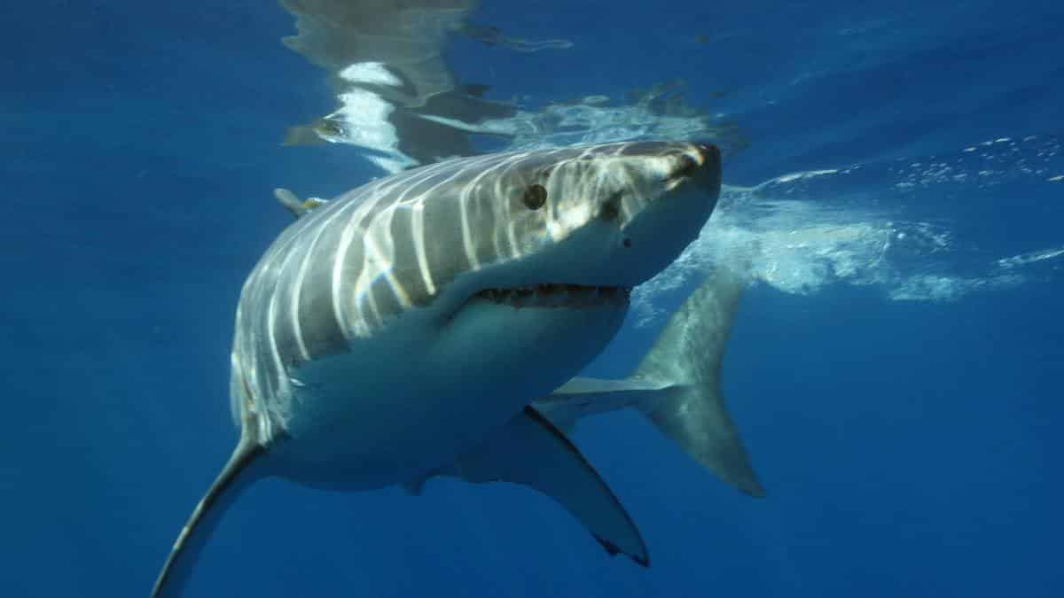 Great White Shark: The Predatory Shark - Ocean Info