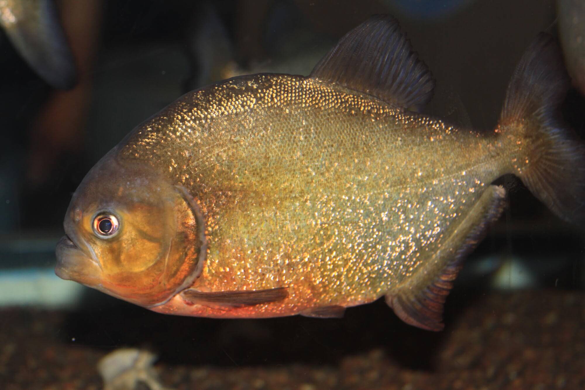 Piranha: The Interesting Small Predator - Ocean Info