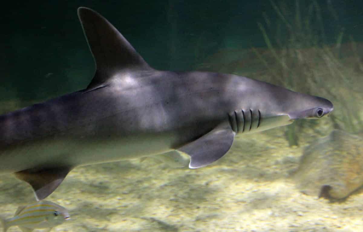 Bonnethead Shark (Sphyrna tiburo) - Ocean Info