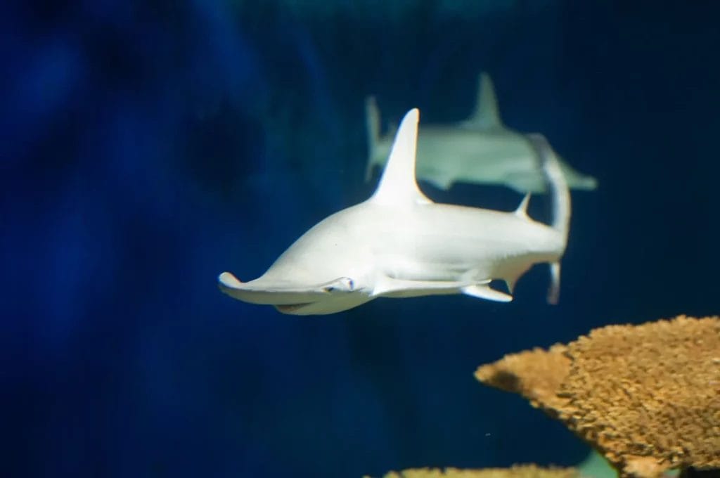 Bonnethead Shark (Sphyrna tiburo) - Ocean Info