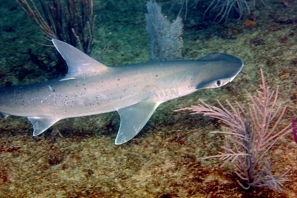 Bonnethead Shark (Sphyrna tiburo) - Ocean Info
