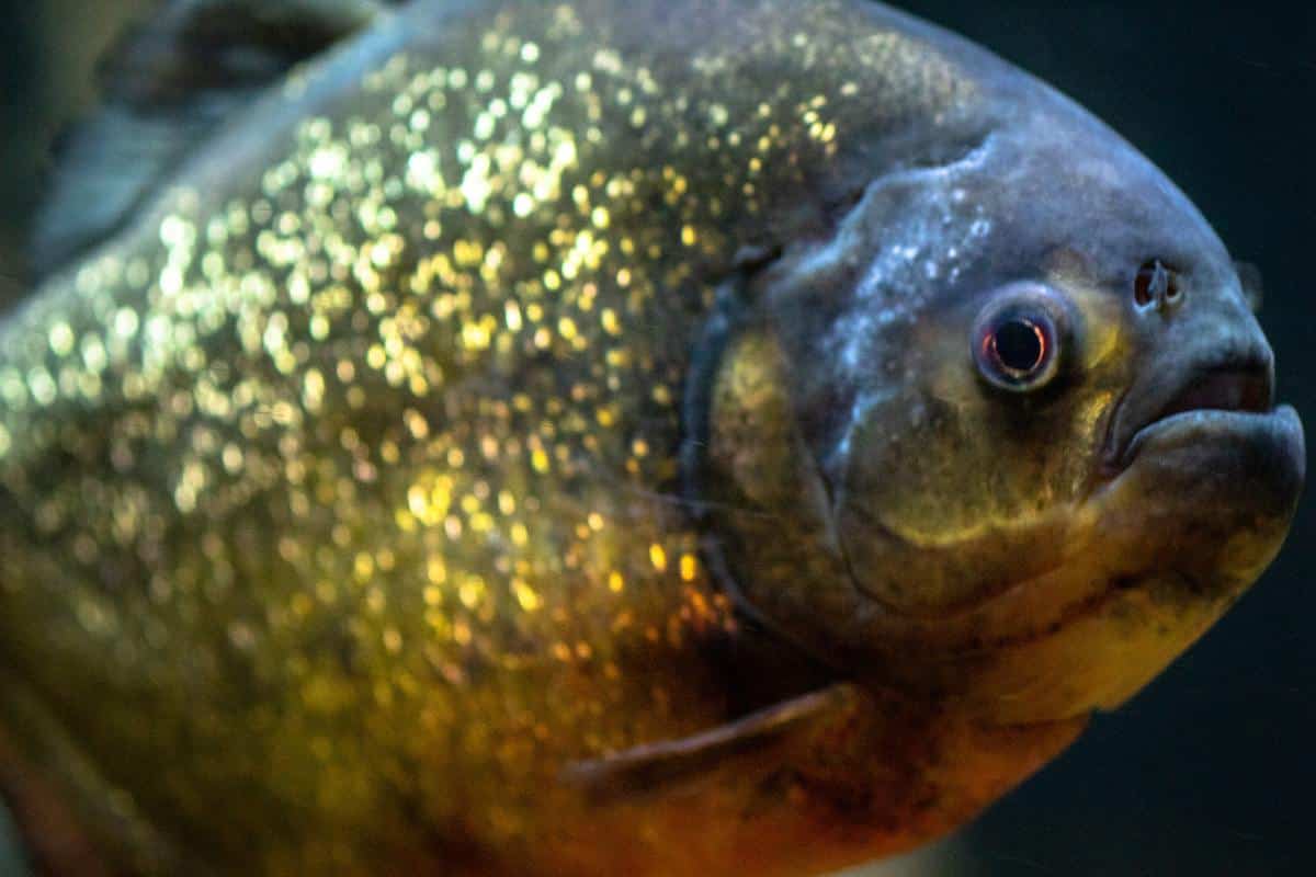 Piranha: The Interesting Small Predator - Ocean Info