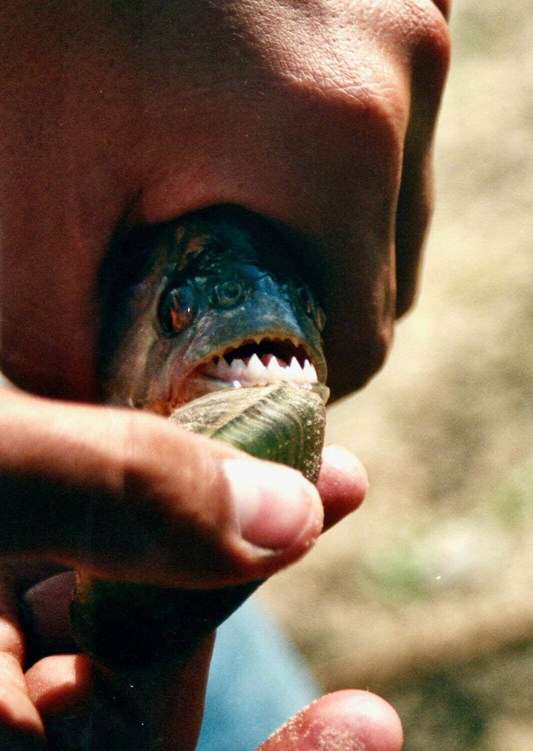 Piranha: The Interesting Small Predator - Ocean Info