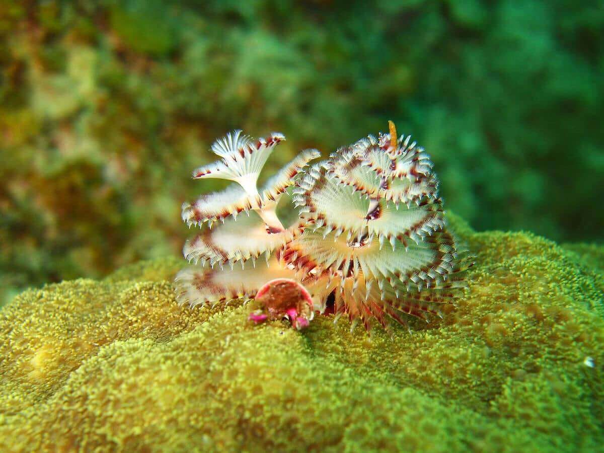 Christmas Tree Worm (Spirobranchus giganteus) - Ocean Info