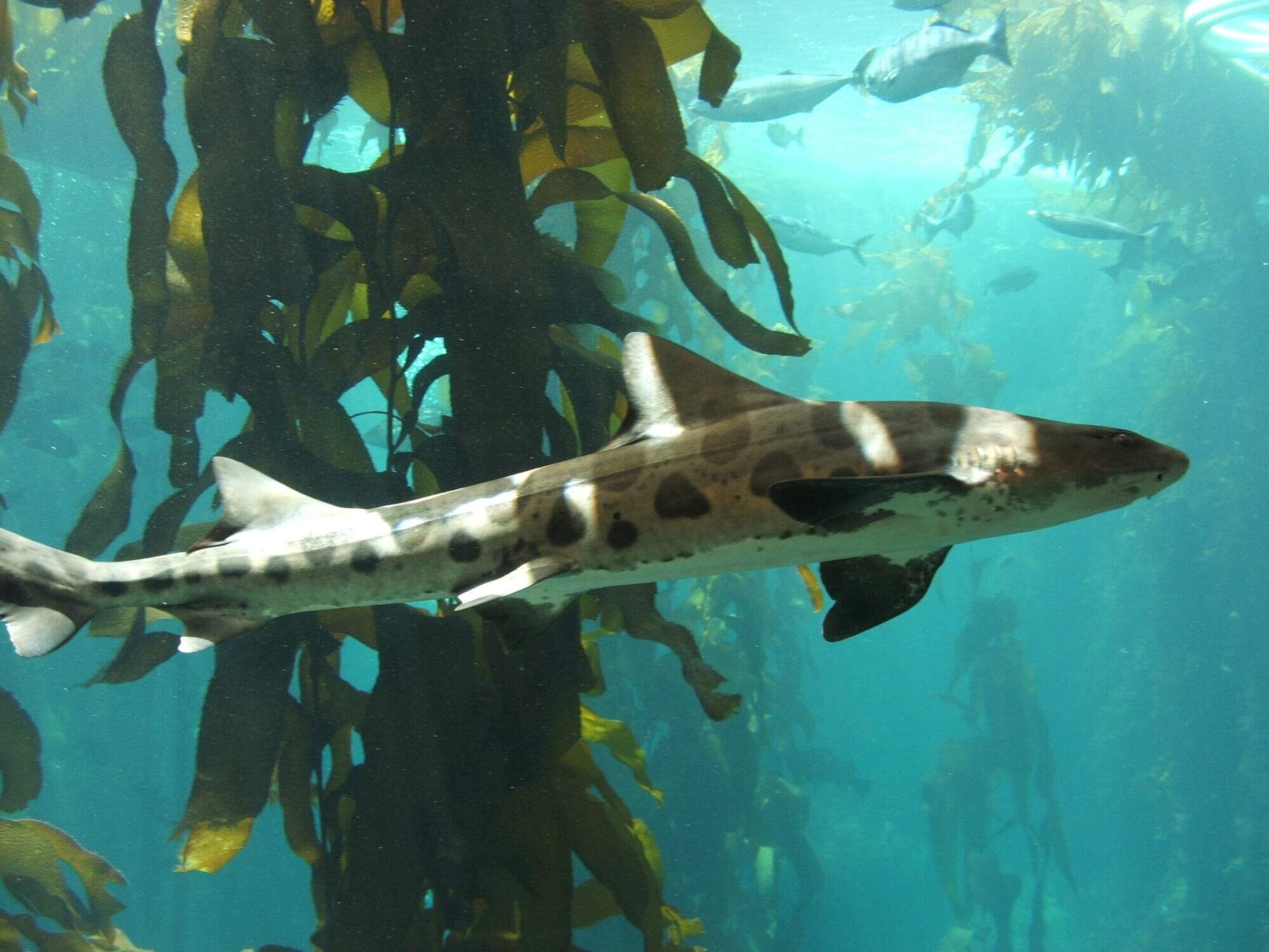 Leopard Shark Key Information - Ocean Info