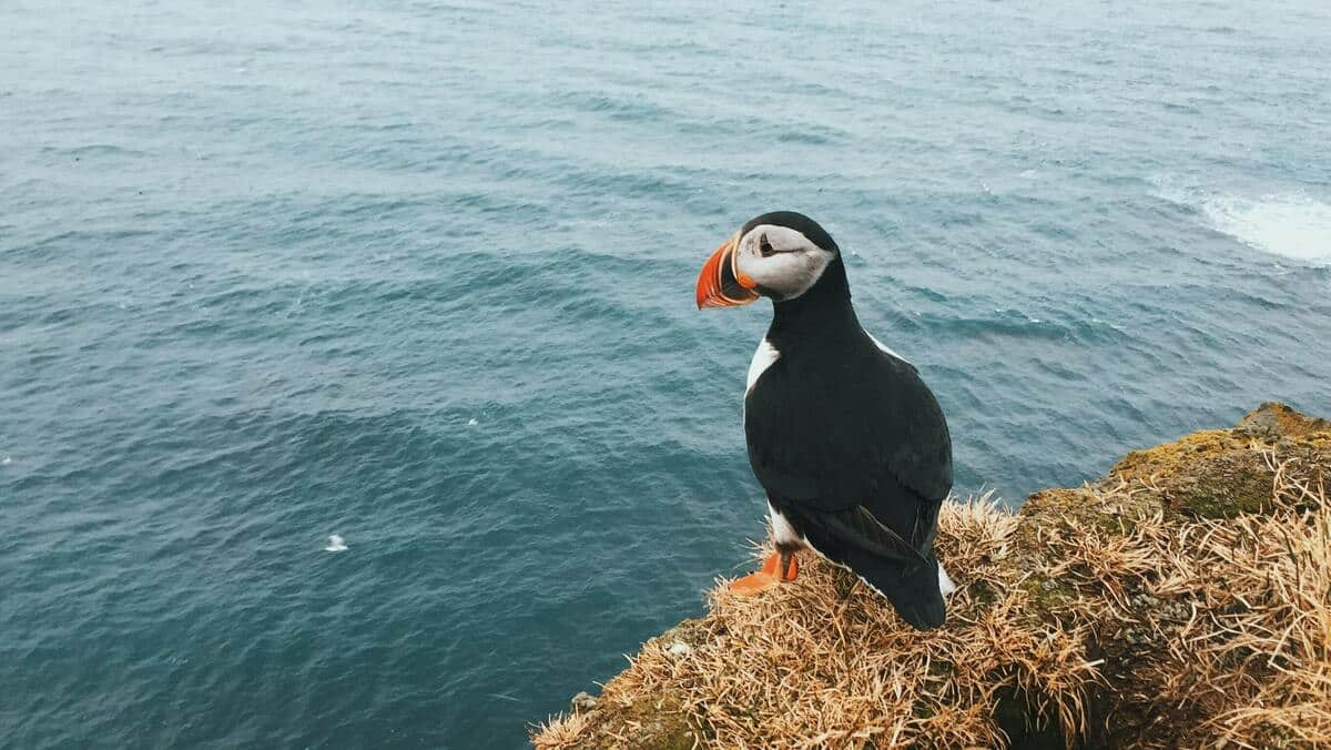 10 of the Most Amazing Seabirds - Ocean Info