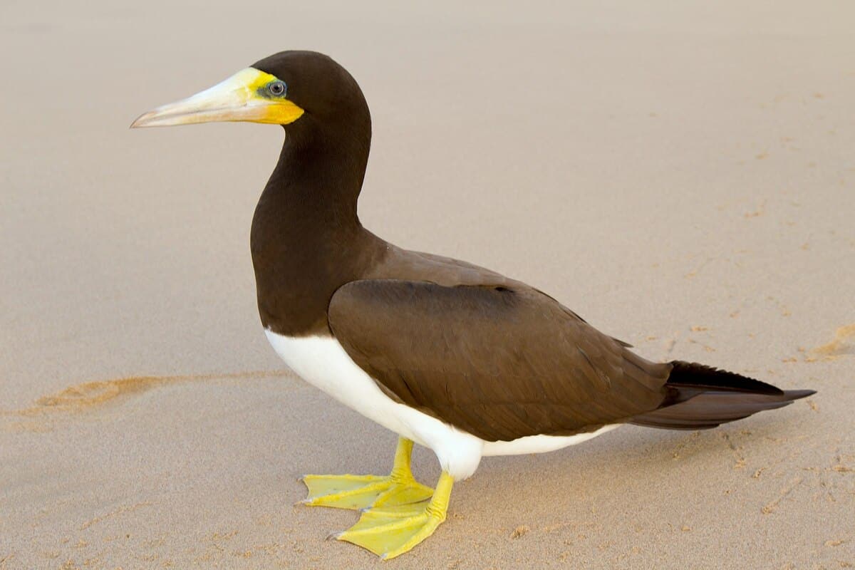 10 of the Most Amazing Seabirds - Ocean Info