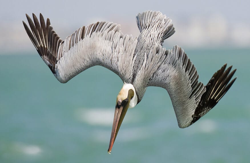 10 of the Most Amazing Seabirds - Ocean Info