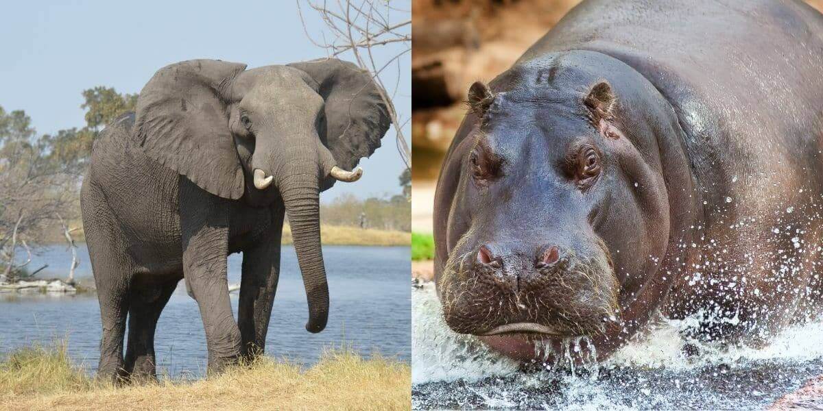 Elephant vs Hippo: Main Differences - Ocean Info
