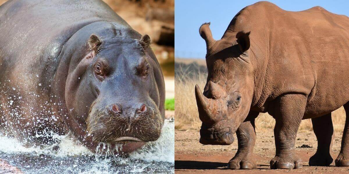 Hippo vs. Rhino: Main Differences - Ocean Info