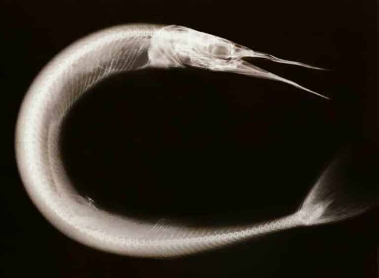 Needlefish Info: The Needle-like Fish - Ocean Info